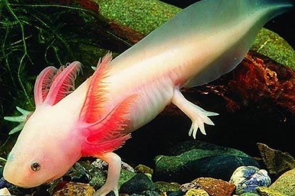 Bear Mountain Butterfly Sanctuary - Experience Wonder In Jim Thorpe